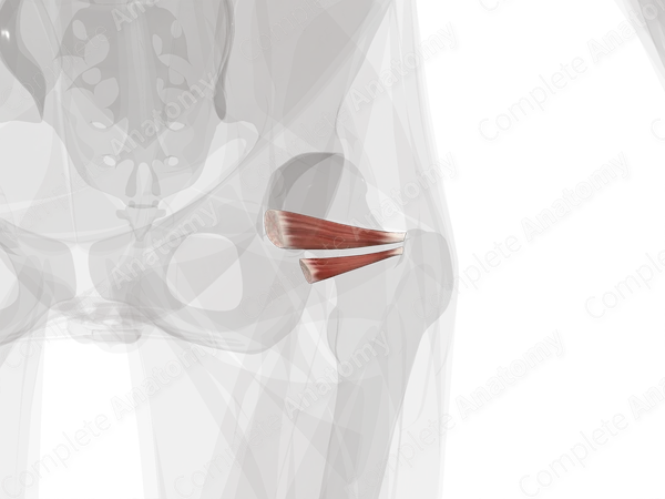 Gemelli Muscles (Left) | Complete Anatomy