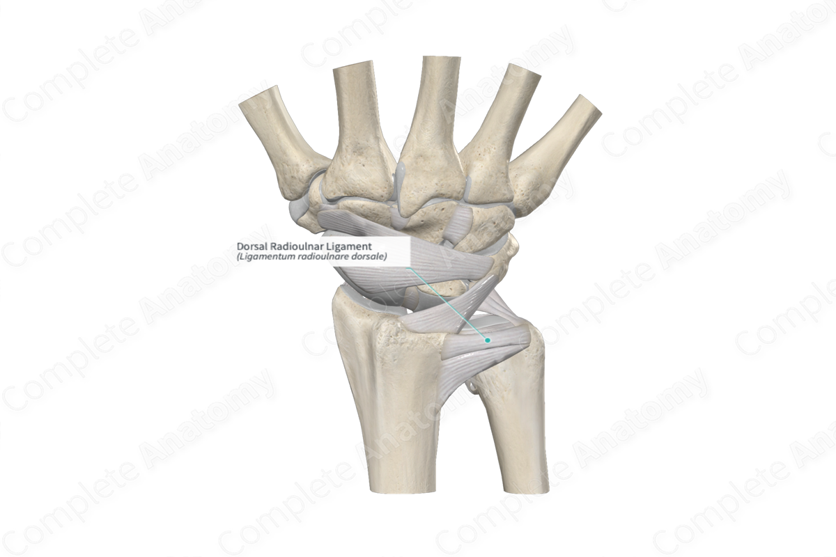 Dorsal Radioulnar Ligament | Complete Anatomy