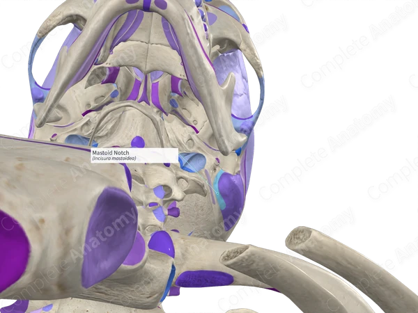 Mastoid Notch | Complete Anatomy