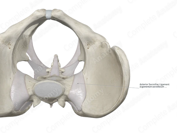 Anterior Sacrococcygeal Ligament