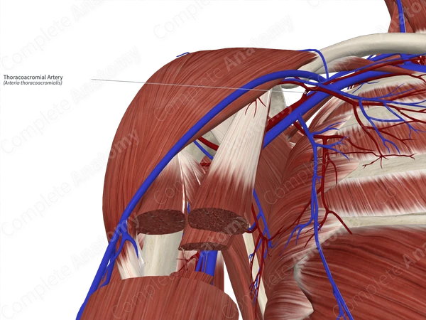 Thoracoacromial Artery | Complete Anatomy