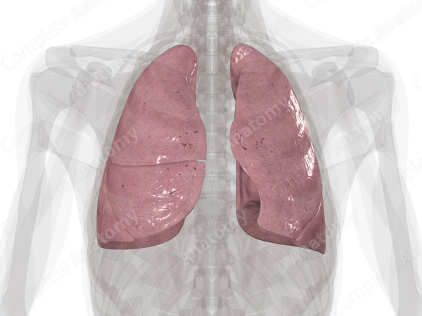 Lungs | Complete Anatomy