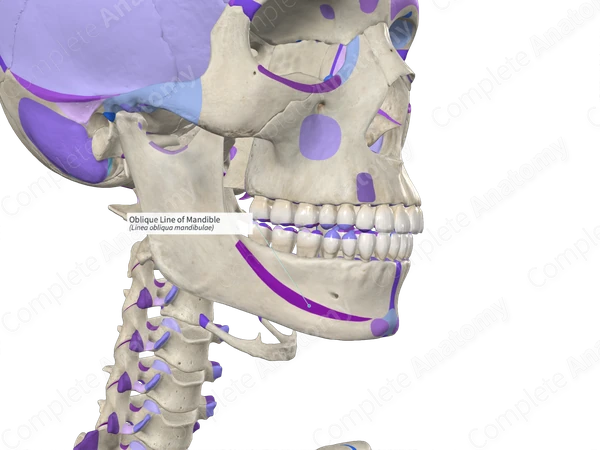 Oblique Line of Mandible (Right) | Complete Anatomy