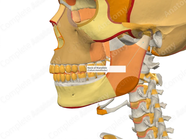 The Mandible Lower Jaw Human Anatomy
