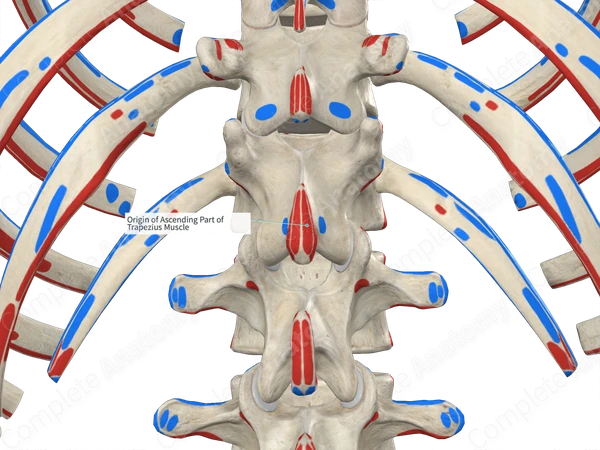 Origin of Ascending Part of Trapezius Muscle | Complete Anatomy