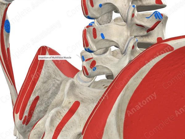 Insertion of Multifidus Muscle | Complete Anatomy