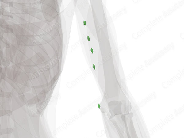 Lymph Nodes of Arm (Left) | Complete Anatomy