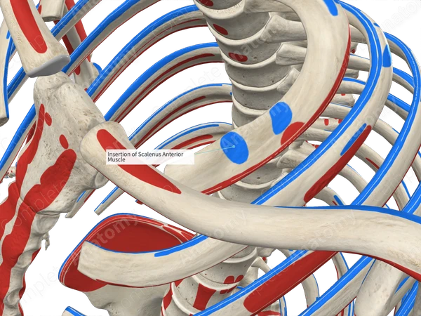 Insertion of Scalenus Anterior Muscle | Complete Anatomy