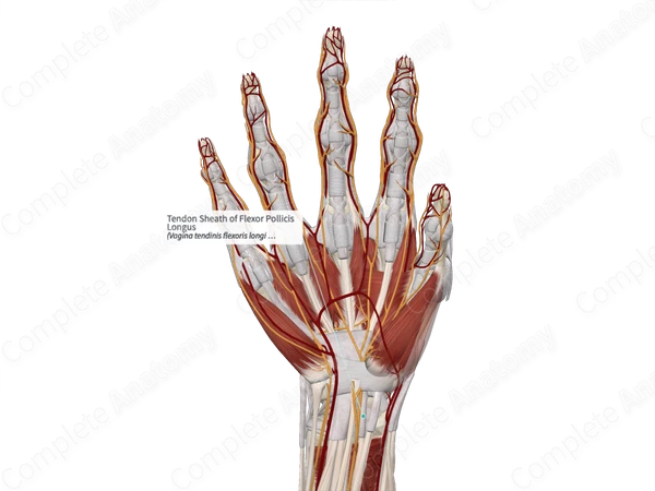Tendon Sheath of Flexor Pollicis Longus | Complete Anatomy