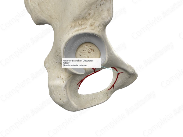 Anterior Branch of Obturator Artery | Complete Anatomy