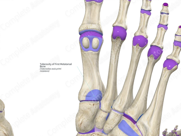 Tuberosity of First Metatarsal Bone | Complete Anatomy