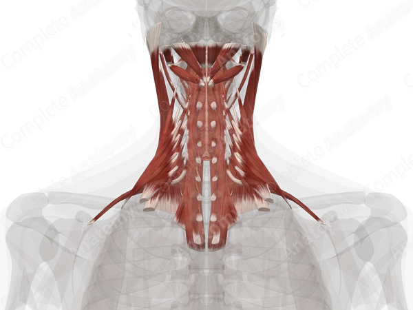 Muscles Of The Neck Anterior Triangle Of Neck Submental And Muscular