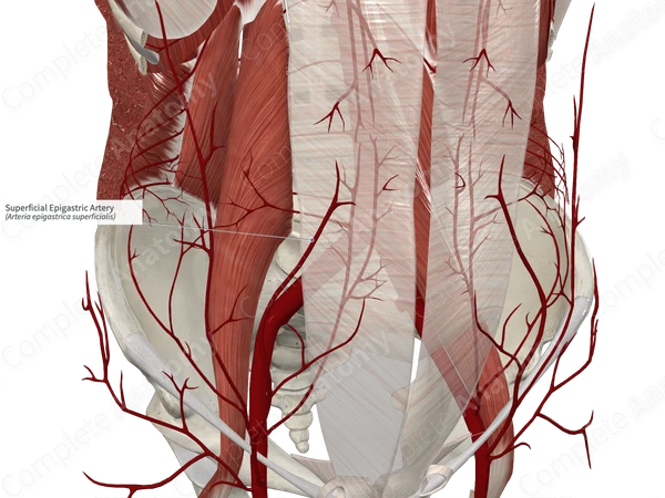 Superficial Epigastric Artery | Complete Anatomy