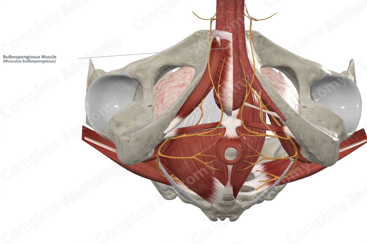 Bulbospongiosus Muscle | Complete Anatomy