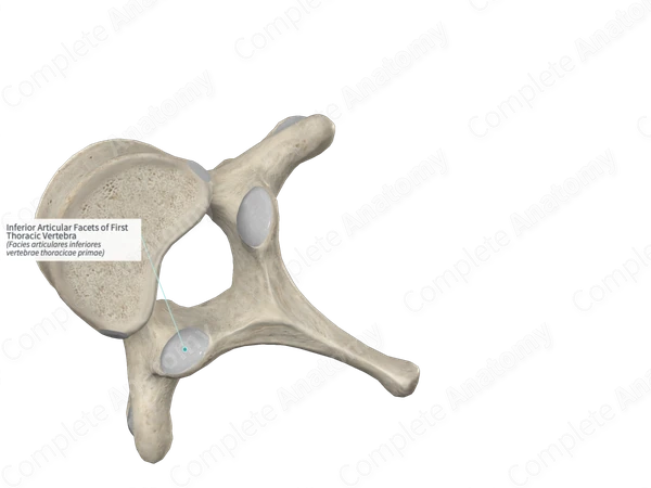 Inferior Articular Facets of First Thoracic Vertebra | Complete Anatomy