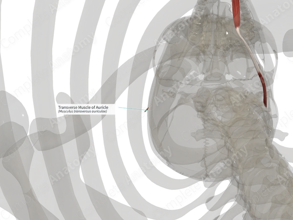 Transverse Muscle of Auricle (Right) | Complete Anatomy