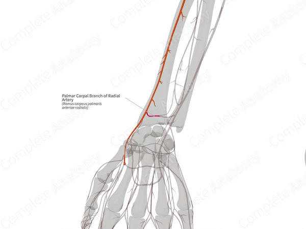 Palmar Carpal Branch of Radial Artery (Right) | Complete Anatomy