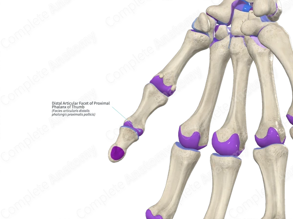 Distal Articular Facet of Proximal Phalanx of Thumb | Complete Anatomy