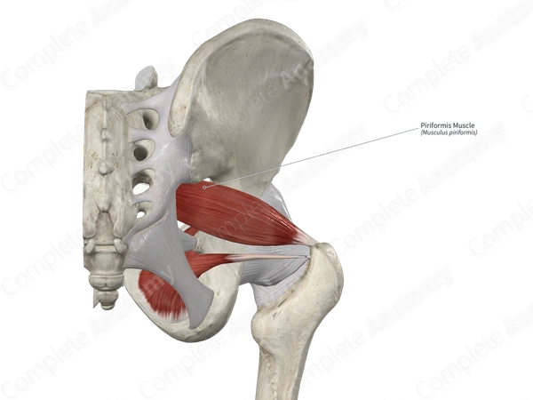 Piriformis Muscle | Complete Anatomy