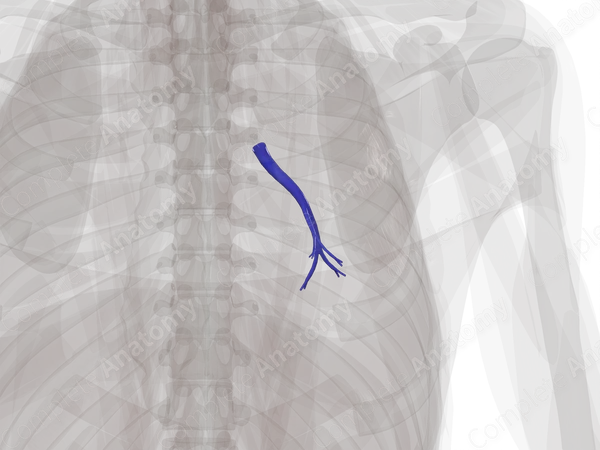 Pulmonary Arteries of Inferior Lobe of Left Lung | Complete Anatomy