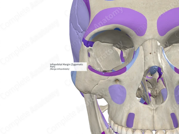 Infraorbital Margin (Zygomatic Part) | Complete Anatomy