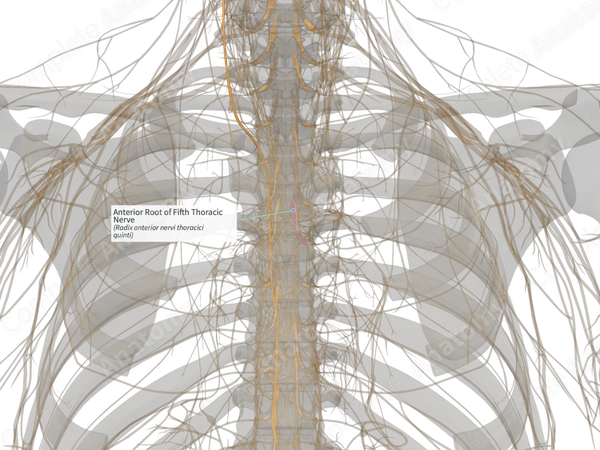 Anterior Root of Fifth Thoracic Nerve (Right) | Complete Anatomy