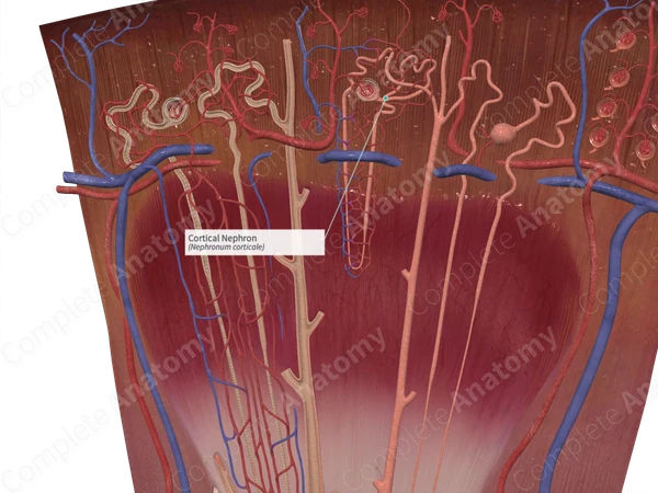 Cortical Nephron | Complete Anatomy