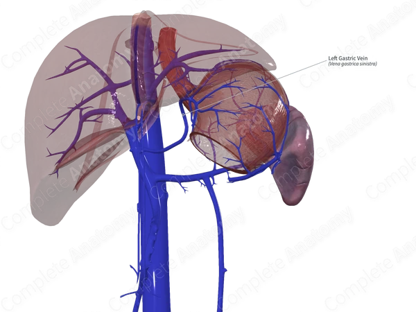 Anatomía De La Vena Gástrica Cirugía Bariátrica | Cirugía