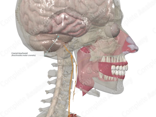 Cranial Arachnoid | Complete Anatomy