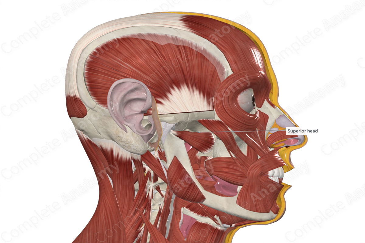 Inferior Head Of Lateral Pterygoid Muscle Complete Anatomy