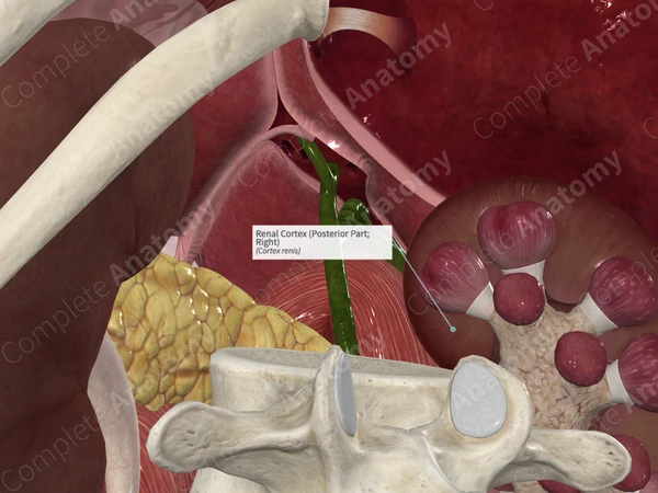Renal Cortex (Posterior Part; Right) | Complete Anatomy