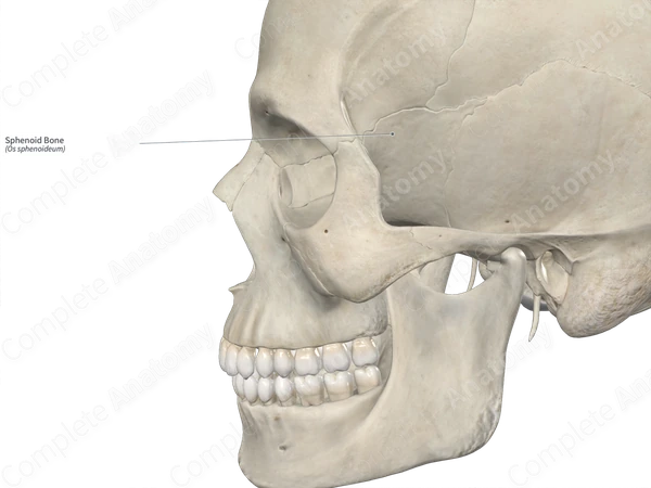Sphenoid Bone | Complete Anatomy