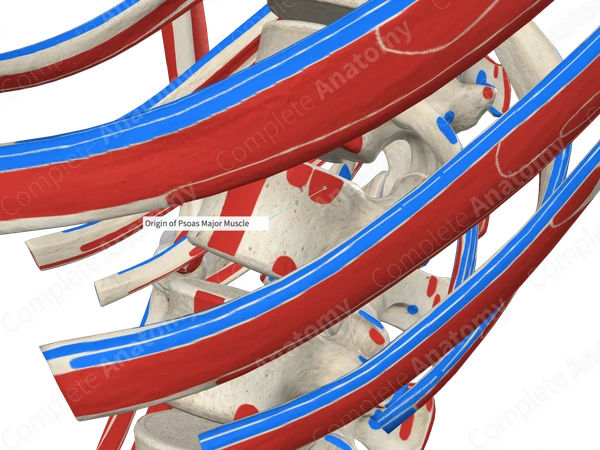 Origin of Psoas Major Muscle | Complete Anatomy