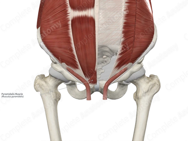 Pyramidalis Muscle | Complete Anatomy