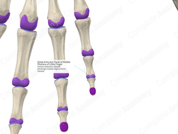 Distal Articular Facet of Middle Phalanx of Little Finger | Complete ...