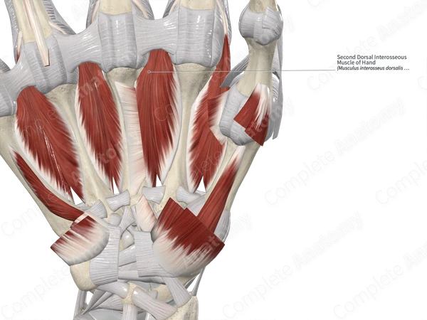 Second Dorsal Interosseous Muscle of Hand | Complete Anatomy