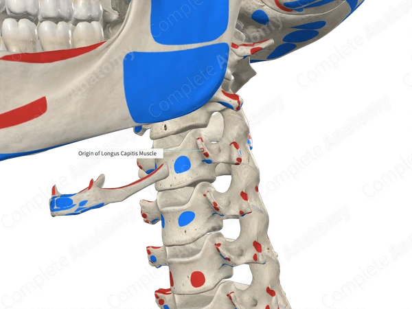 Origin of Longus Capitis Muscle | Complete Anatomy
