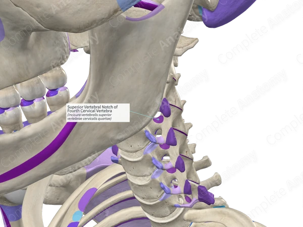 Superior Vertebral Notch of Fourth Cervical Vertebra (Right) | Complete ...