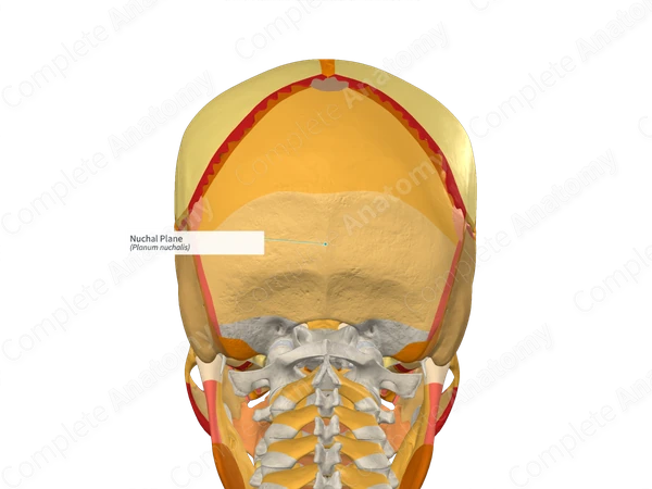 Nuchal Plane | Complete Anatomy