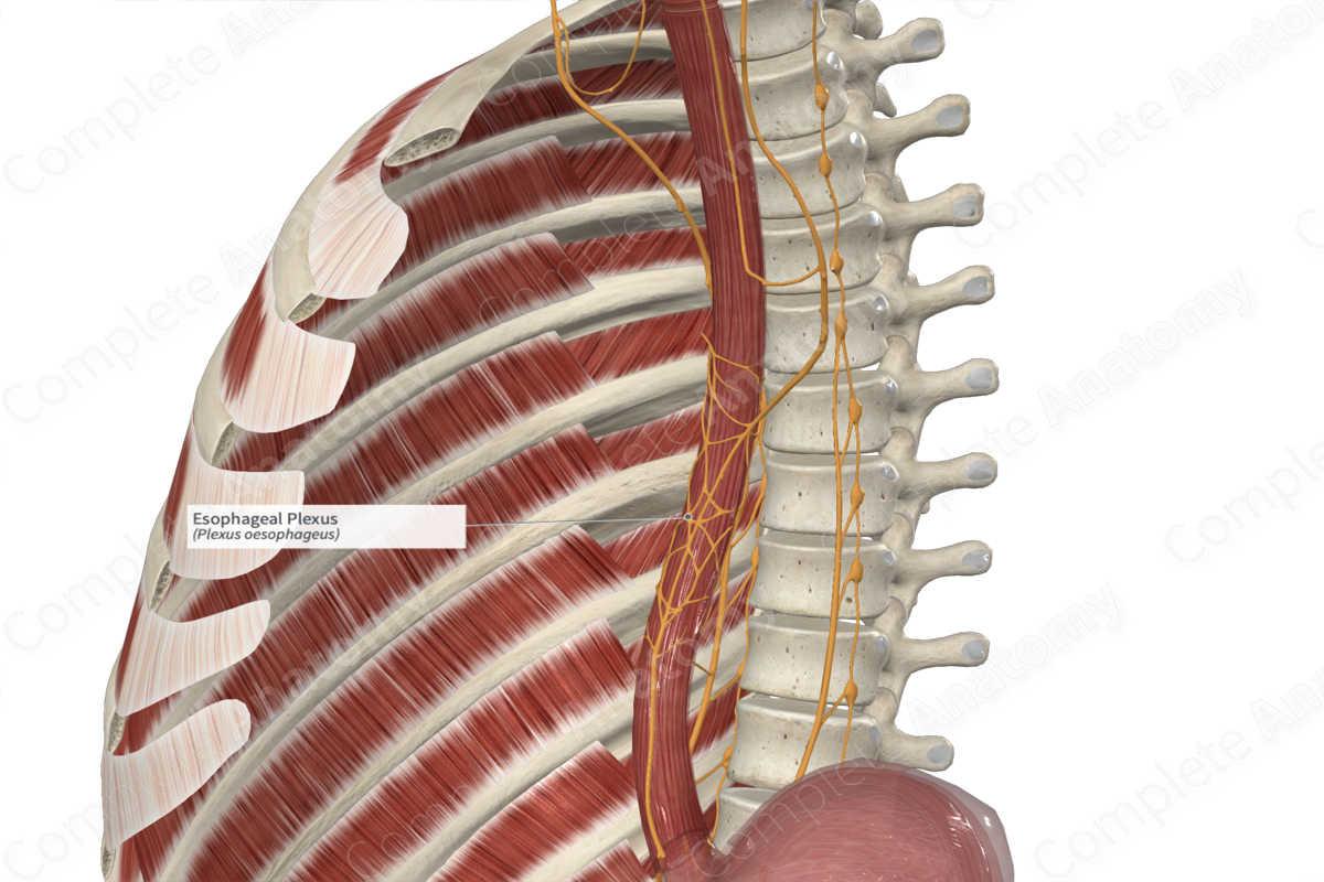 Esophageal Plexus | Complete Anatomy