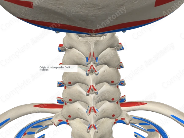 Origin of Interspinales Colli Muscles | Complete Anatomy