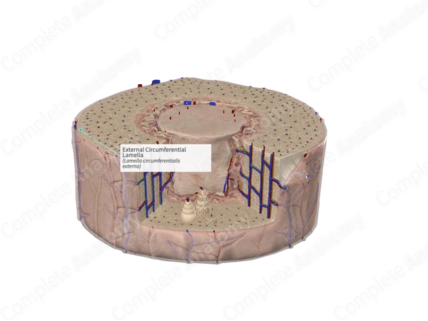 External Circumferential Lamella | Complete Anatomy