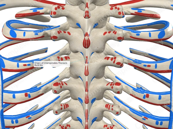 Origin of Interspinales Thoracis Muscles | Complete Anatomy
