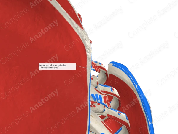 Insertion of Interspinales Thoracis Muscles | Complete Anatomy