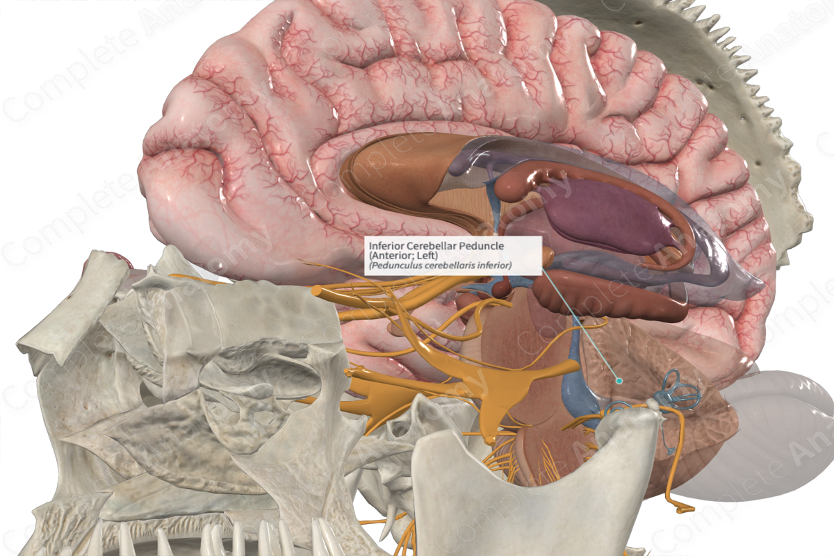 Inferior Cerebellar Peduncle Anterior Right Complete Anatomy