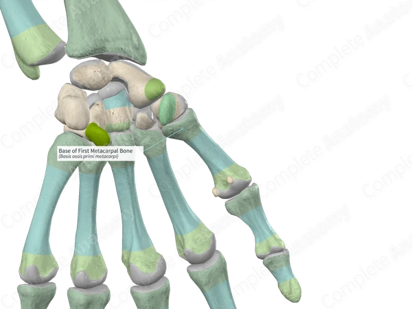 Base of First Metacarpal Bone | Complete Anatomy