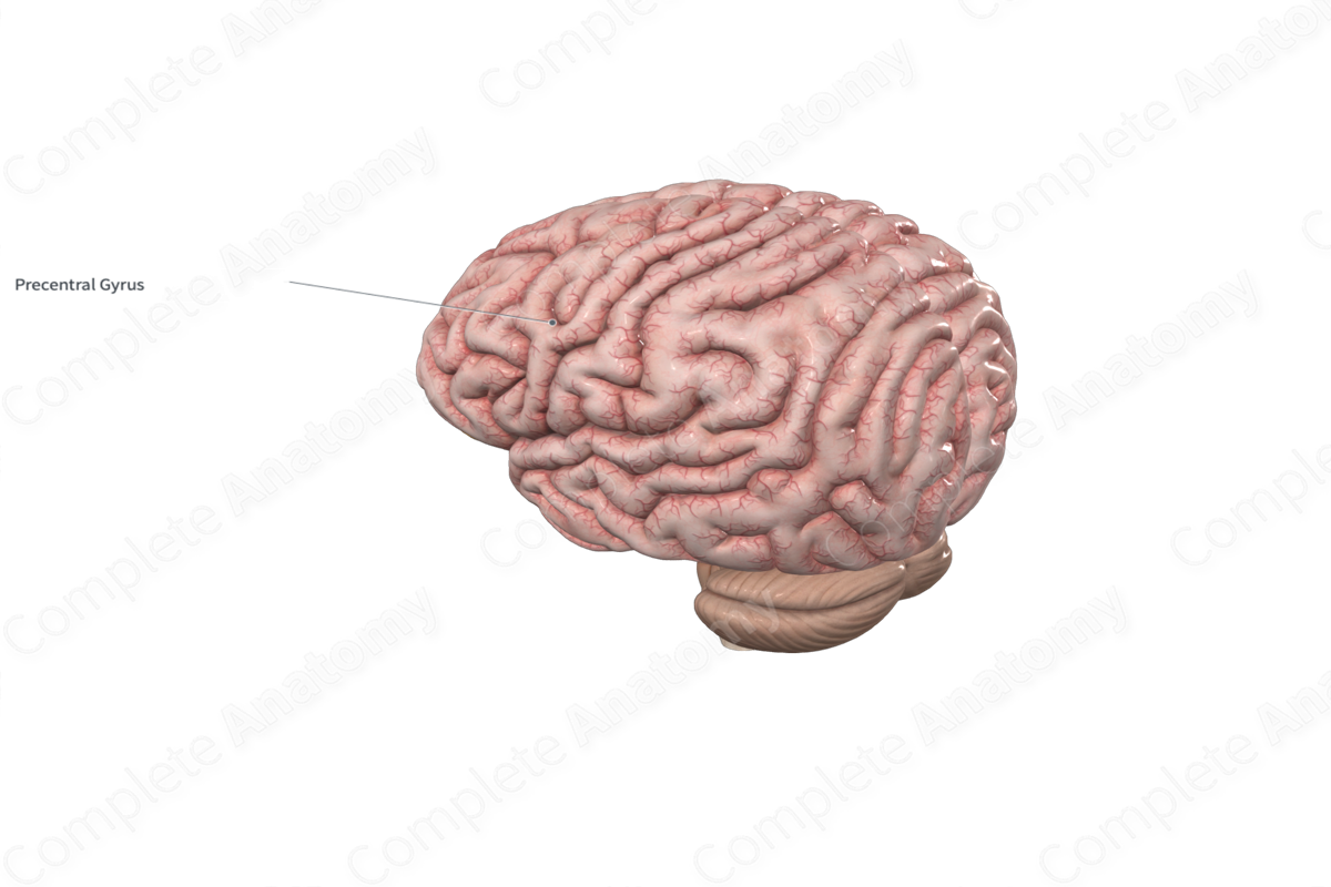 Precentral Gyrus Complete Anatomy