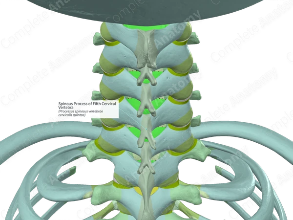 Spinous Process of Fifth Cervical Vertebra | Complete Anatomy