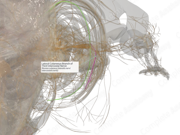 Lateral Cutaneous Branch of Third Intercostal Nerve (Left) | Complete ...