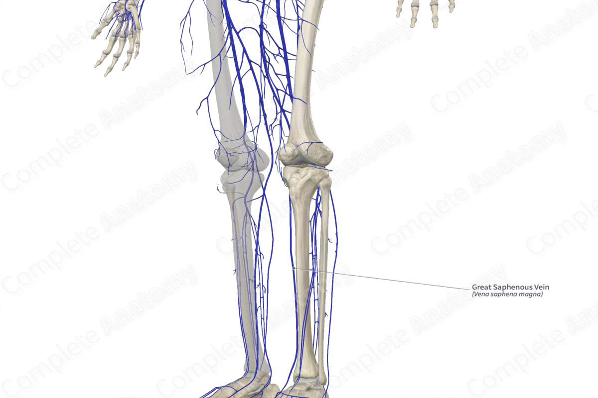 Great Saphenous Vein Complete Anatomy